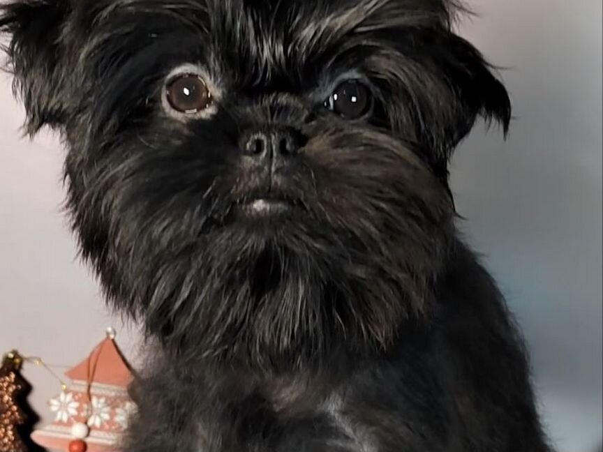 Щенок редкой породы аффенпинчер