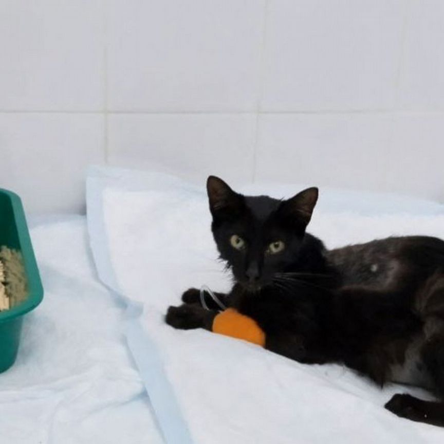 Ищем любящие ручки или передержку