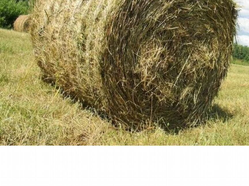 Сено в тюках