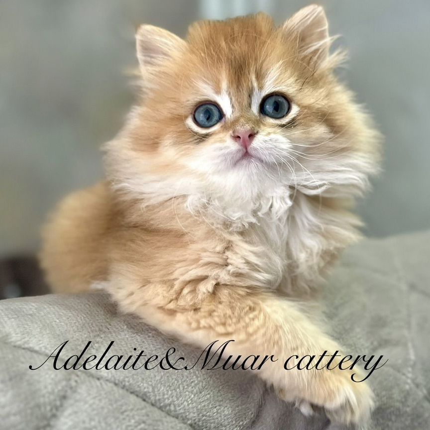 Британская шиншилла в разведение