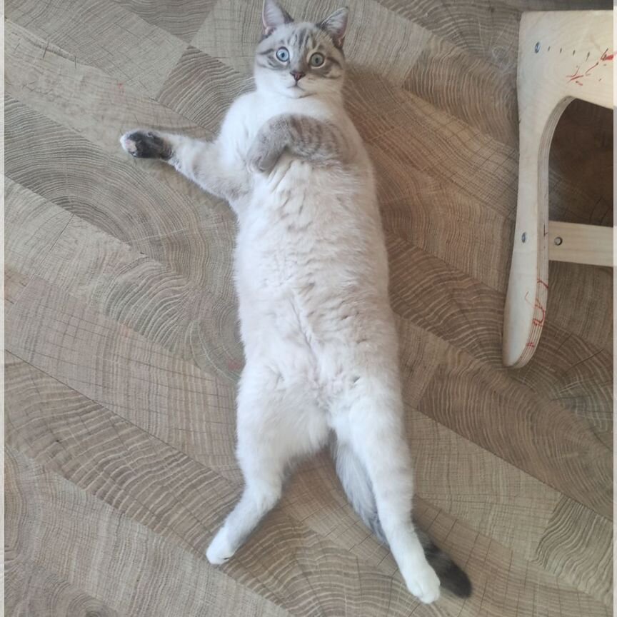 Взрослый кот в добрые руки