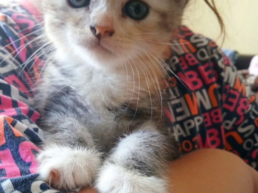 Котята в добрые руки бесплатно мальчик и девочка