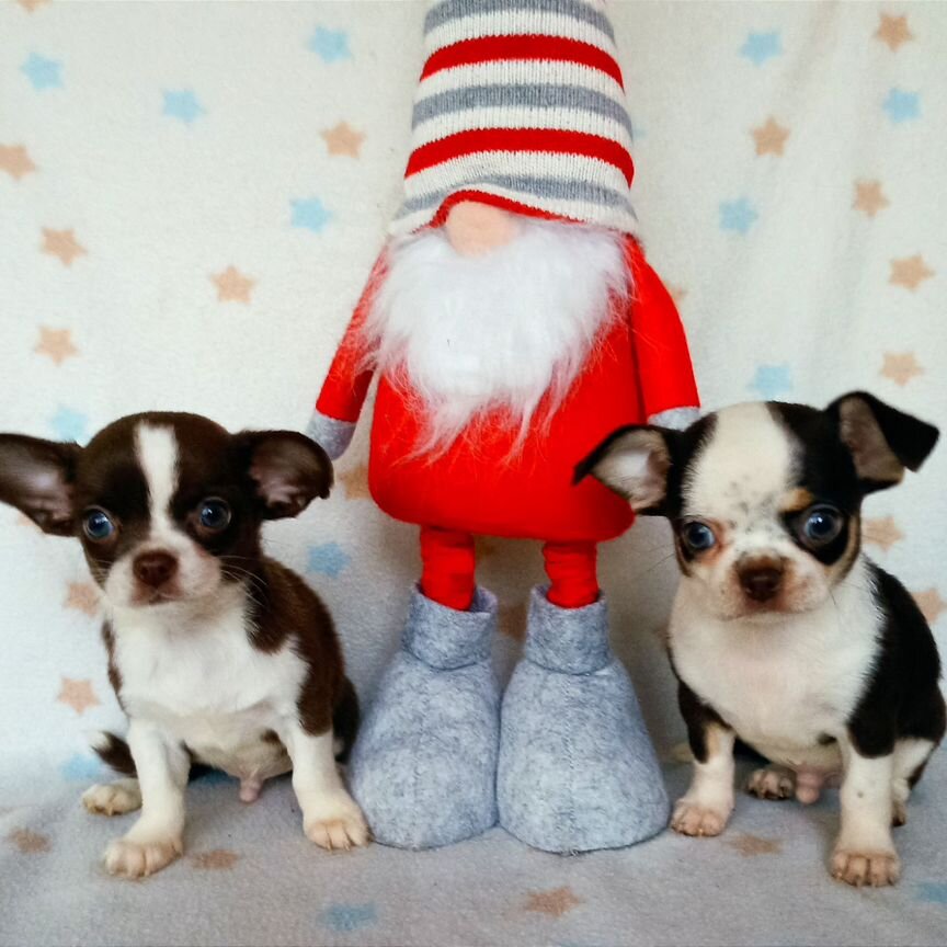 Шоколадные братья чихуахуа