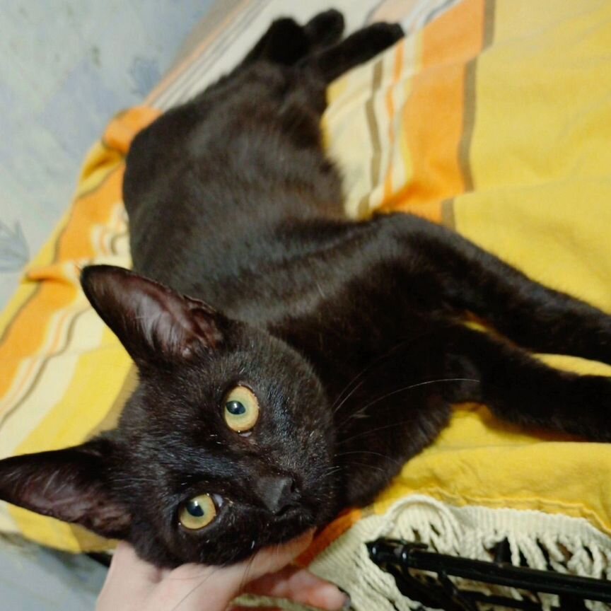 Котик в добрые руки