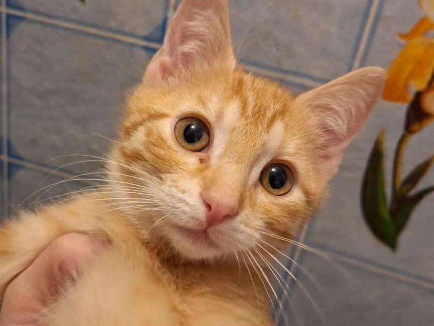 Озорной малыш