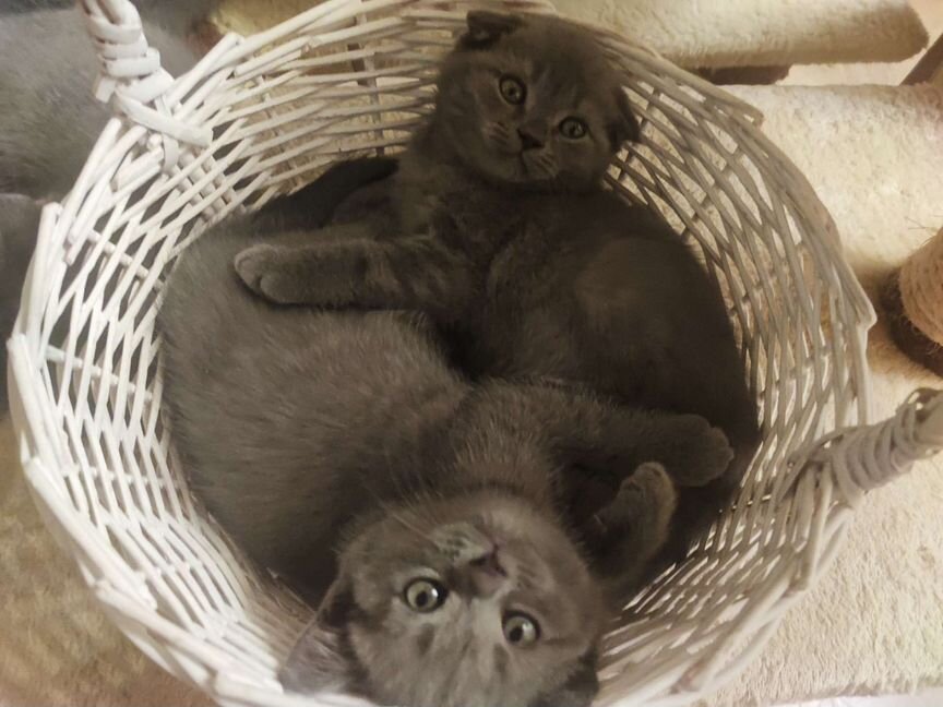 Шотландские вислоухие котята