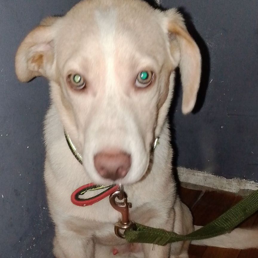 Лабрадор-ретривер, щенок