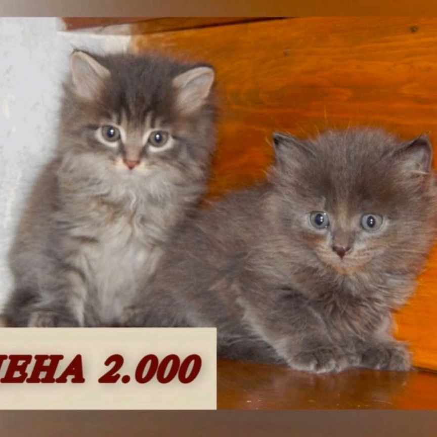 Мейн-кун котёнок