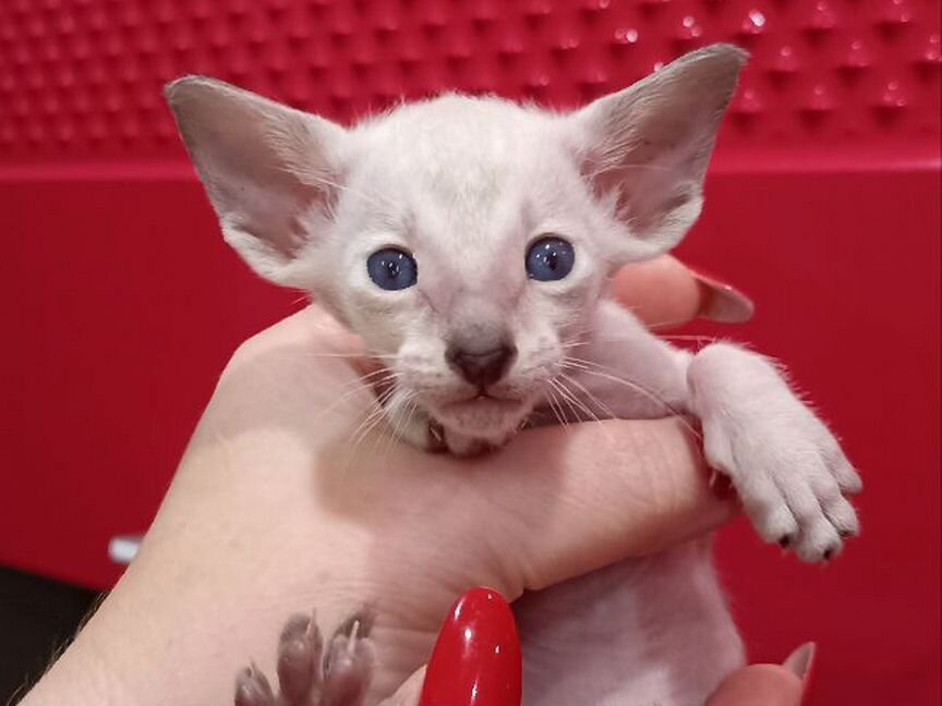 Ориентальная