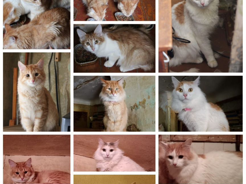 6 кошек 17 котов