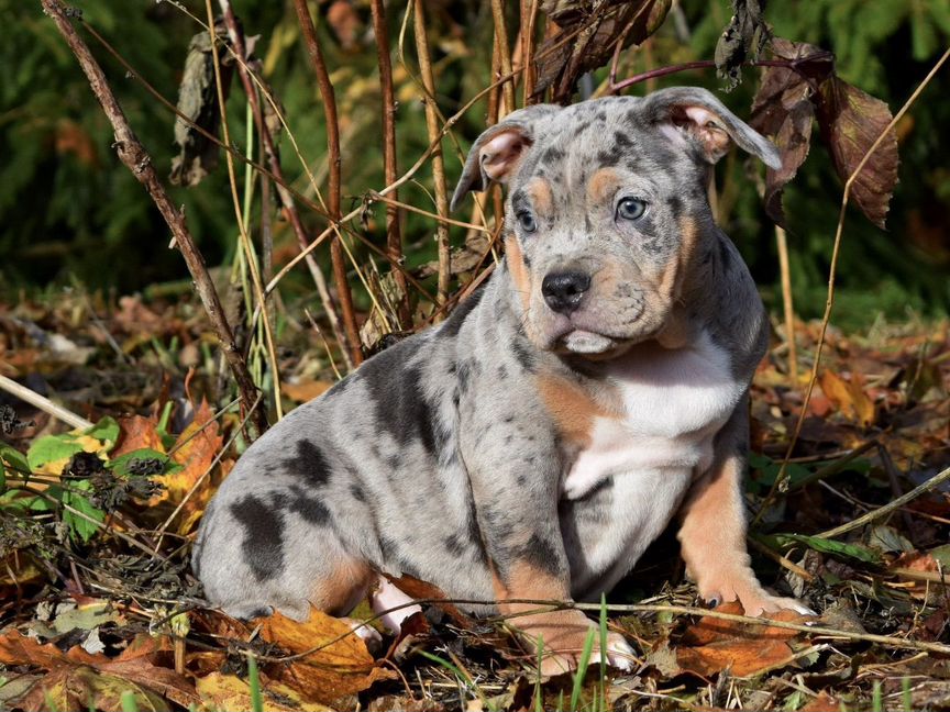 Американский булли мерль