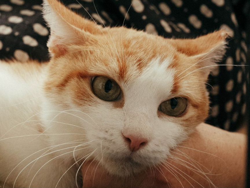 Кошка Белочка