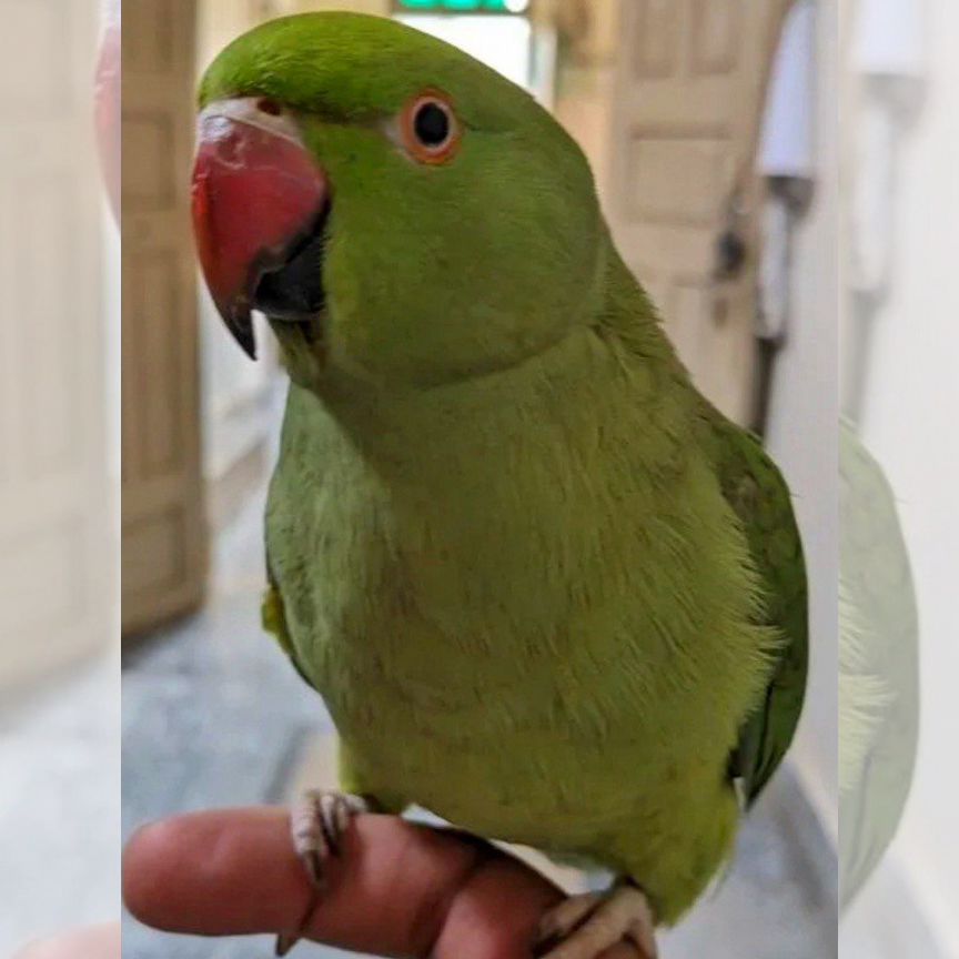 Ожереловый попугай ручной с клеткой
