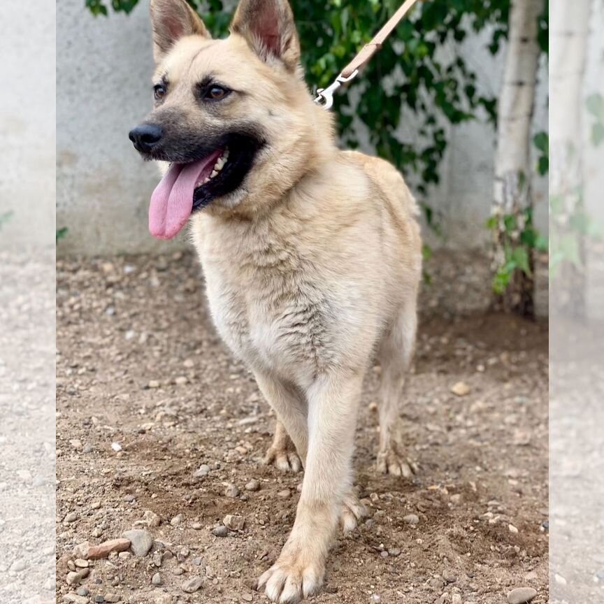 Взрослый пёс в добрые руки