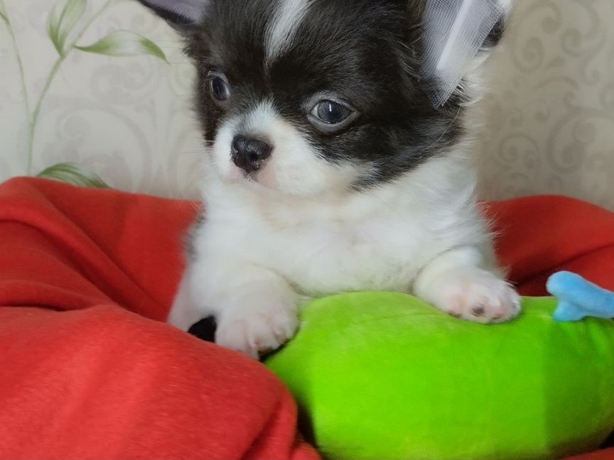 Щенки чихуахуа