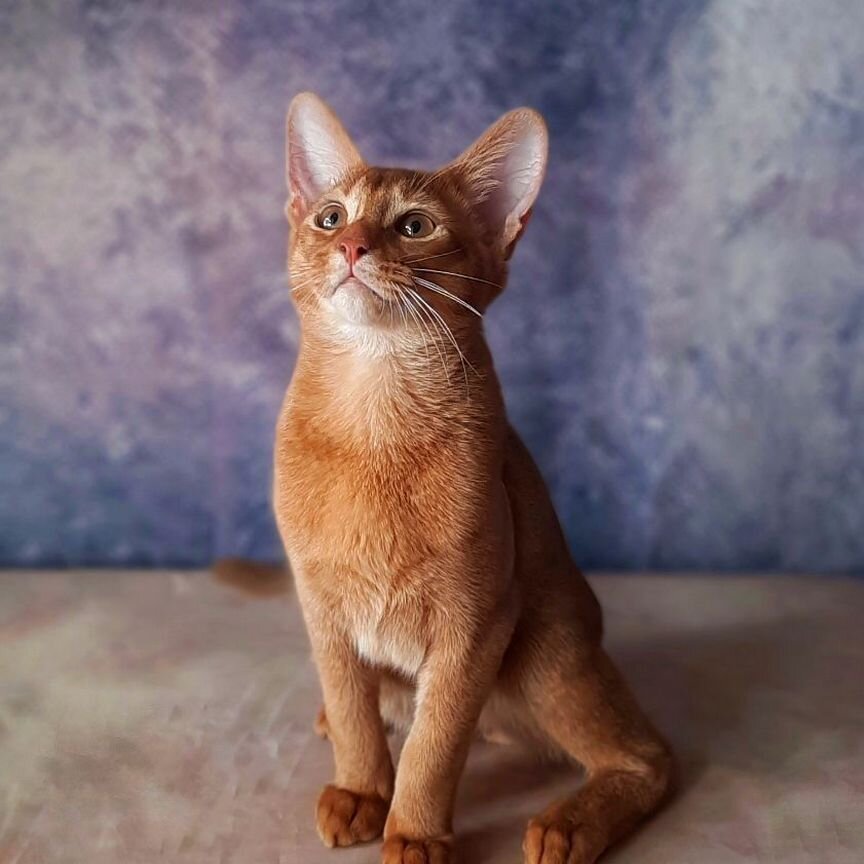 Абиссинские котята