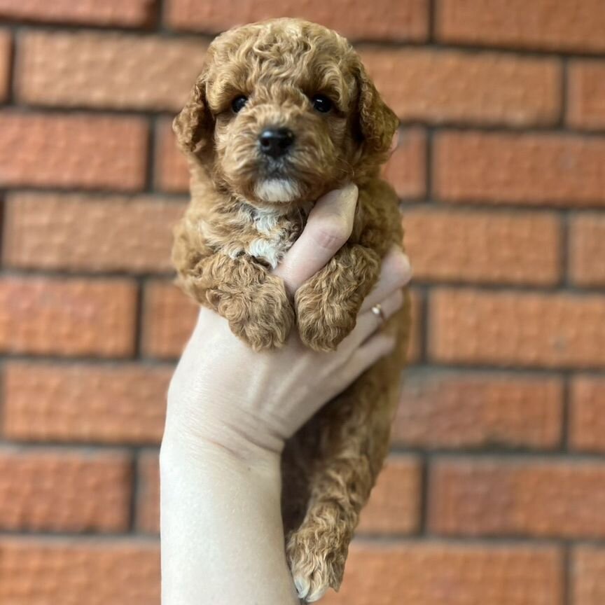 Той-пудель, щенок