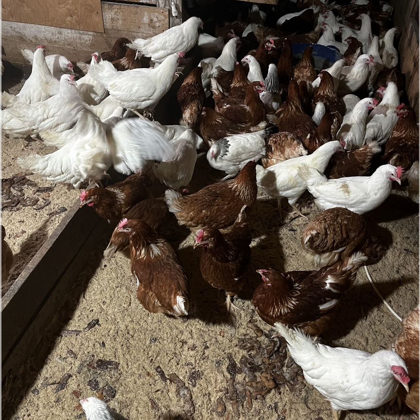 Куры молодки