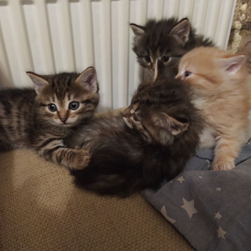 Котёнок в добрые руки