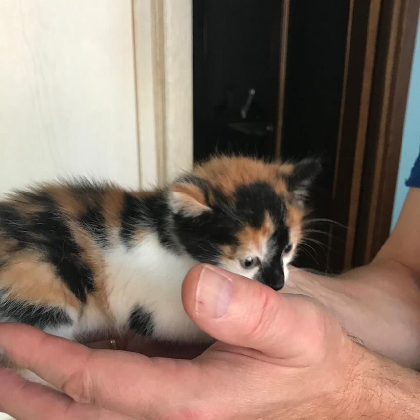Котенокв добрые руки