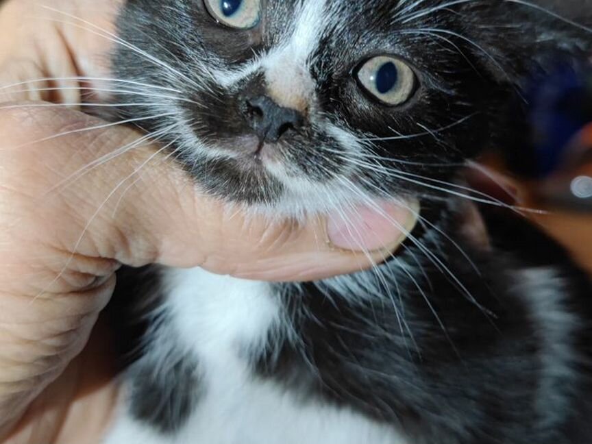 Котенок Котёночек котёнок