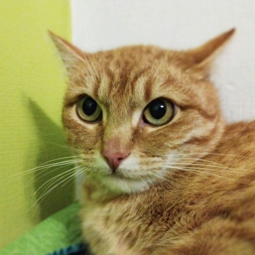 Рыжик кот из мультика