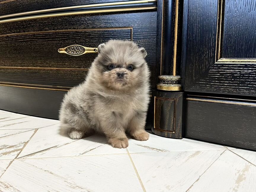 Мальчик blue eyes blue merle tan