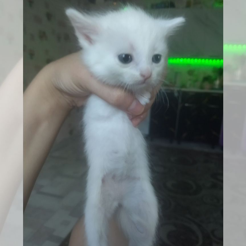 Котята отдам бесплатно