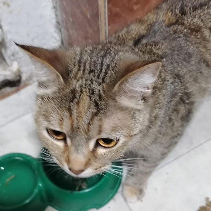 Взрослая кошка в добрые руки