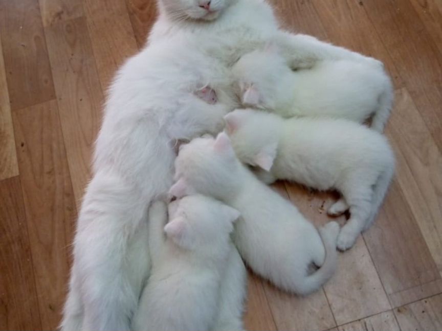 Отдаем котят в добрые руки