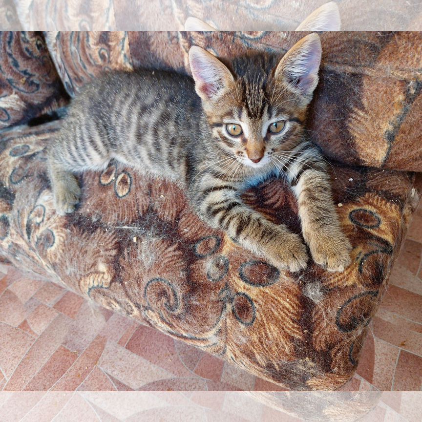 Котёнок в добрые руки