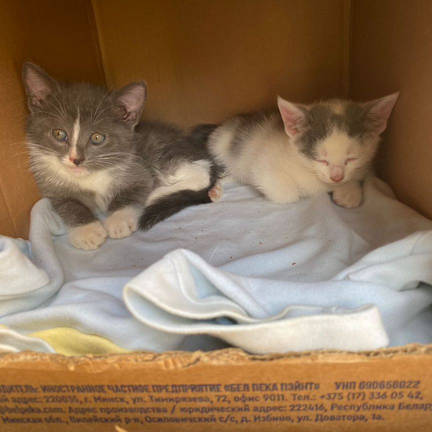 Милашки-малышки