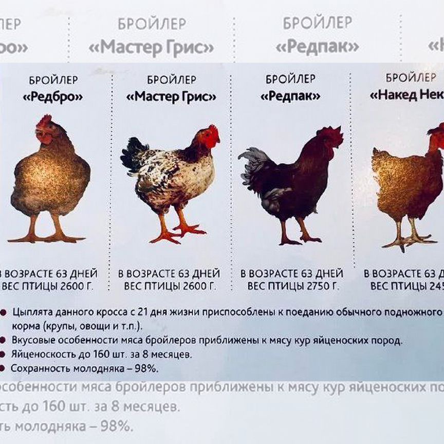 Цветной бройлер