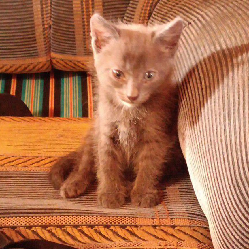 Котята