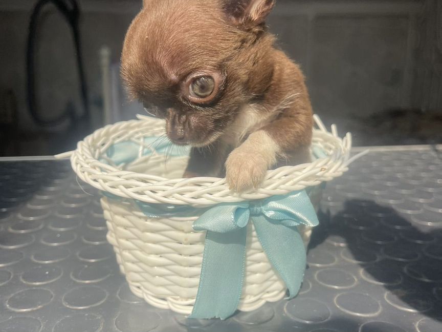 Чихуахуаэ эксклюзив