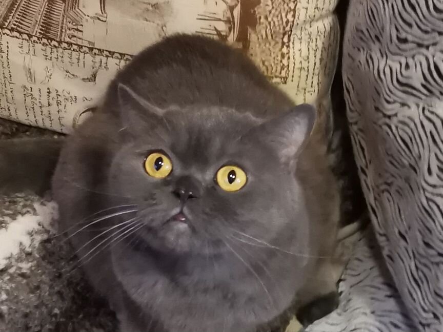 Британская короткошерстная