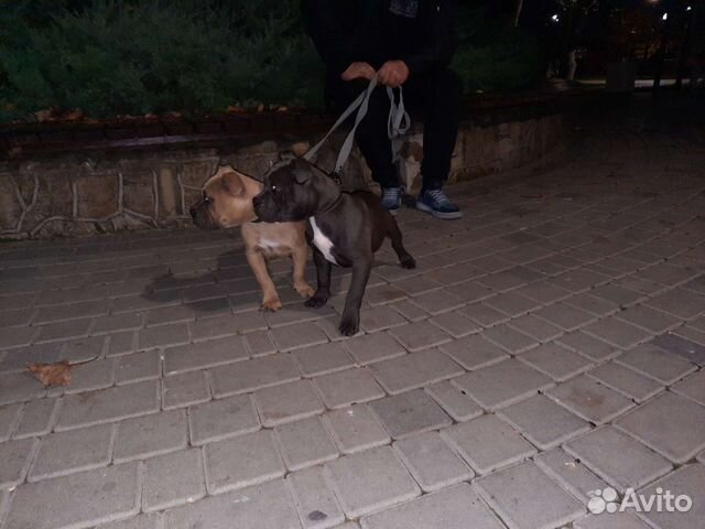 Американский булии щенок