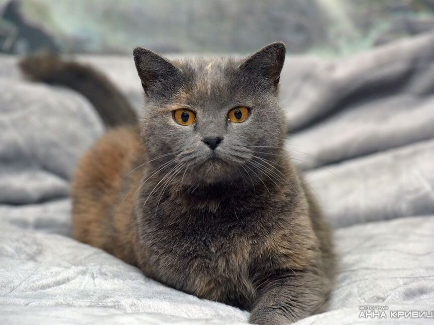 Кошка Мила около 2 х лет