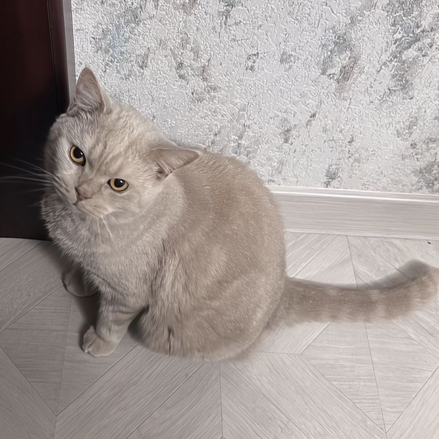 Британский короткошёрстный, взрослый кот