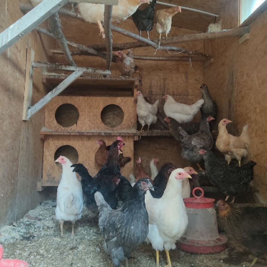 Куры молодки несушки