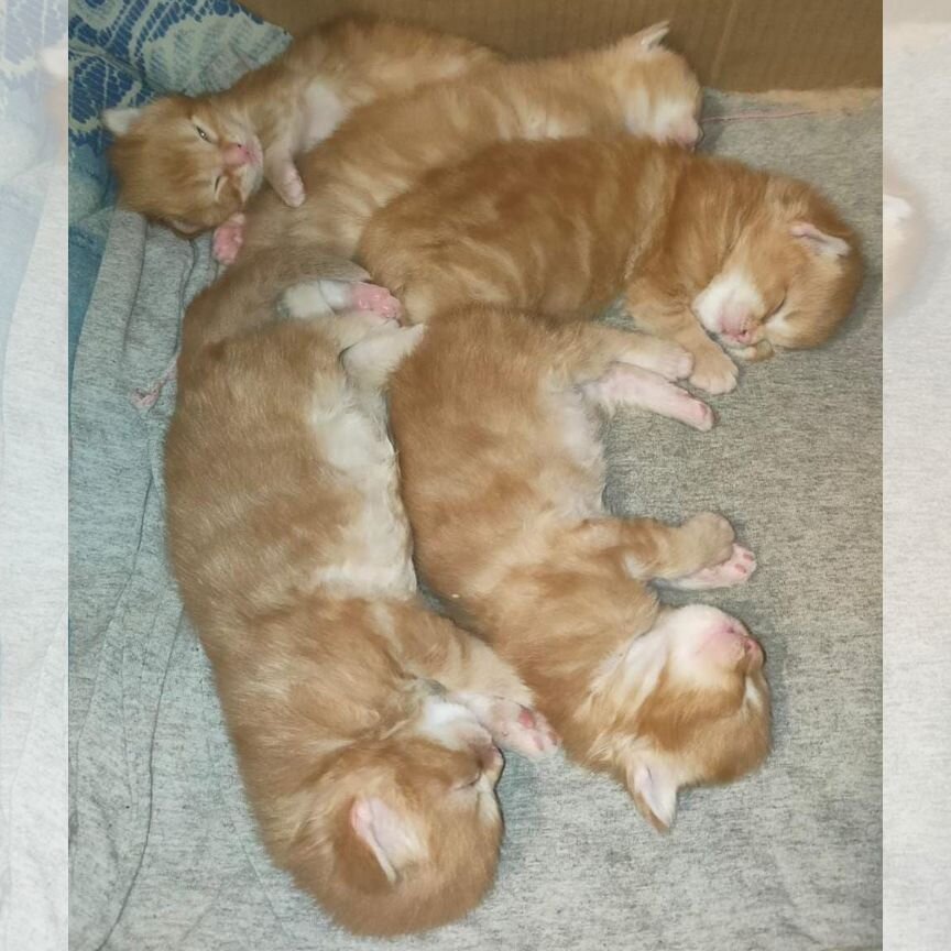 Котята мейн-кун рыжие