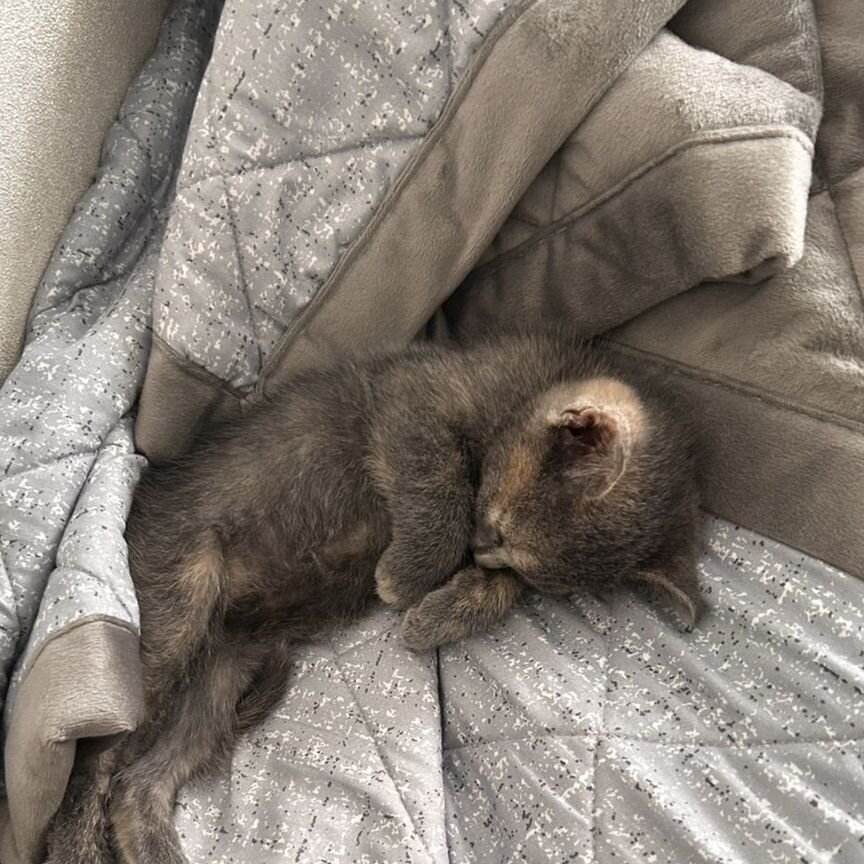 Серый котенок девочка