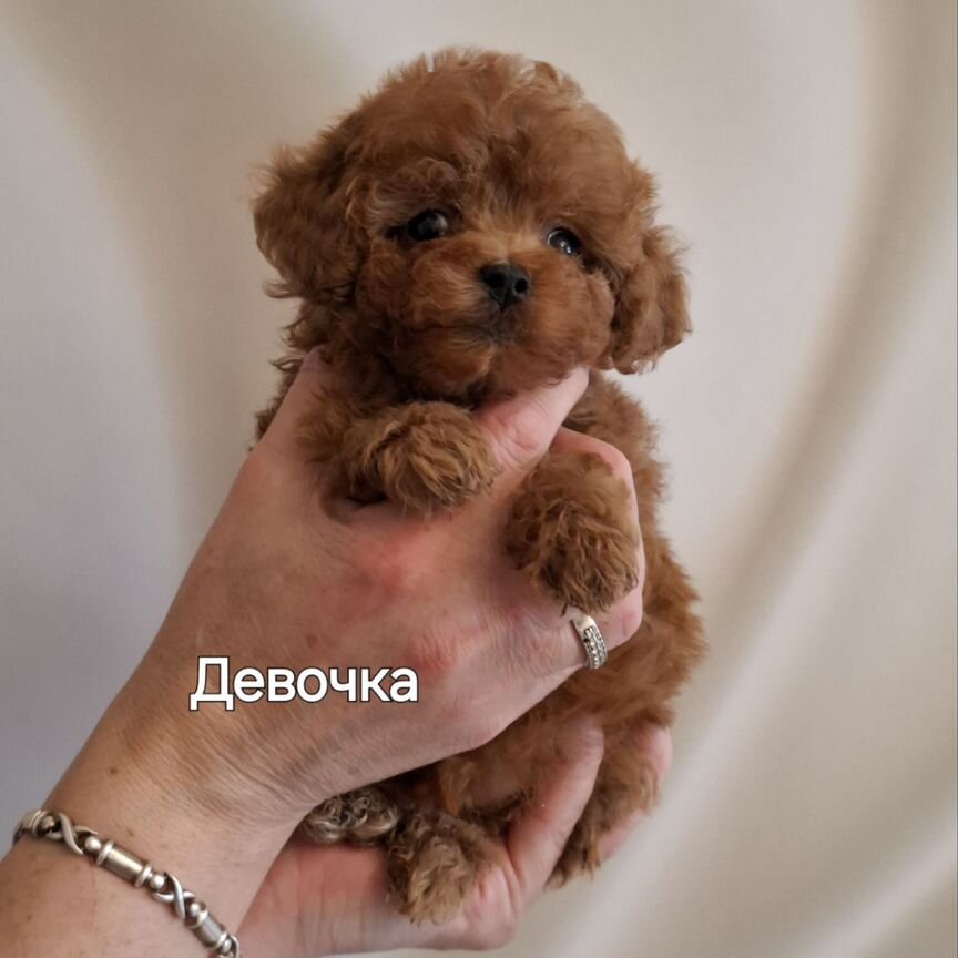 Тикап тедди пудель девочка мини