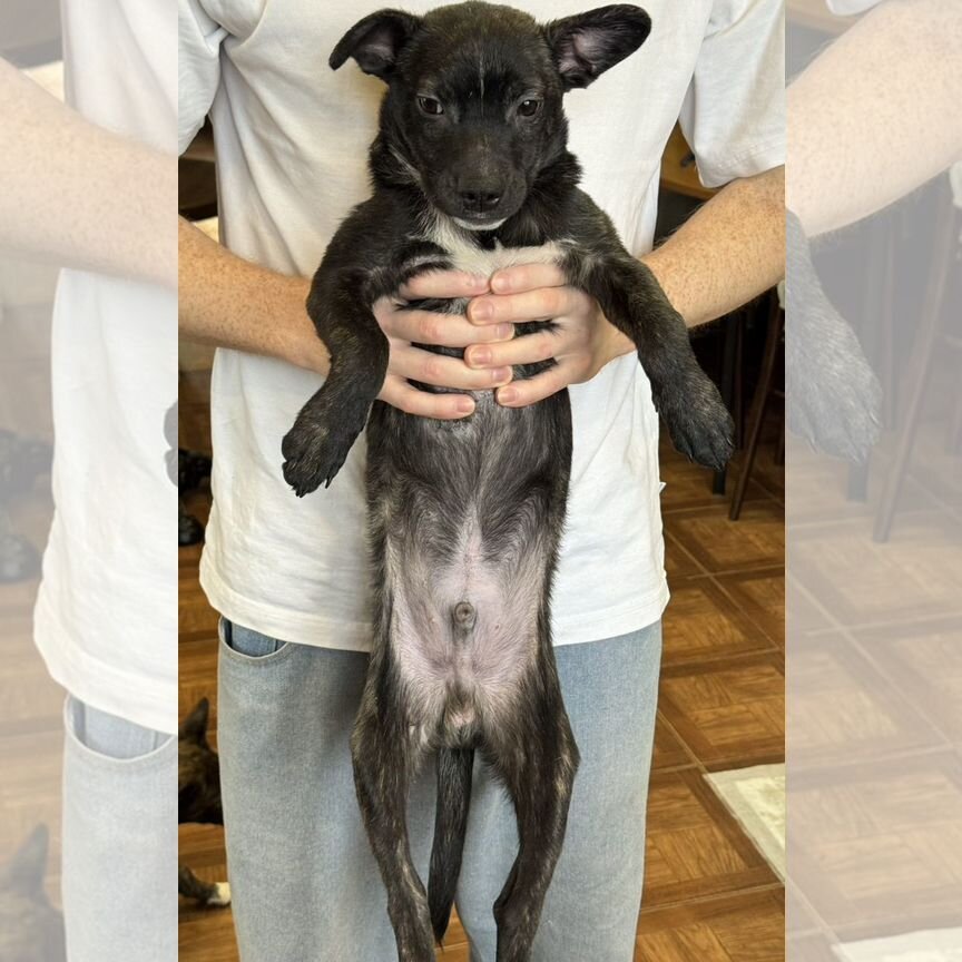 Щенок в добрые руки