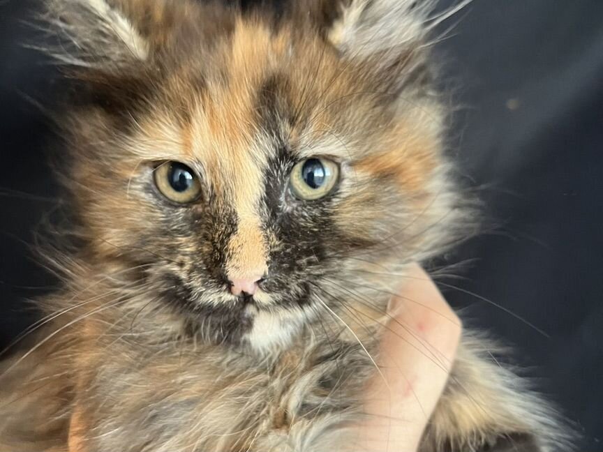 Котята Мейн-кун