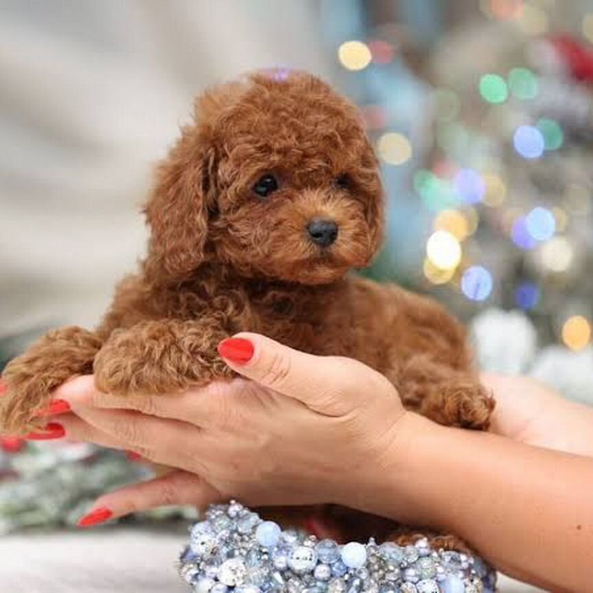 Той-пудель, щенок