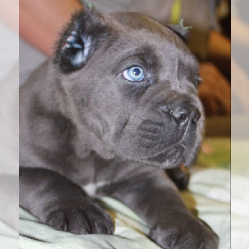 Кане-корсо, щенок