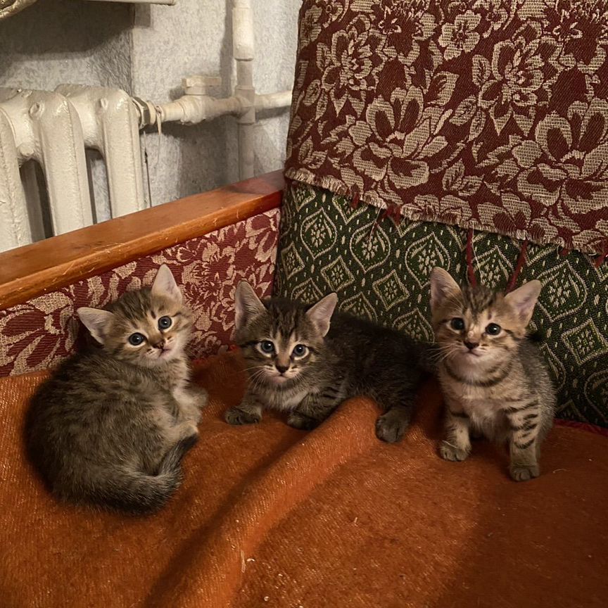 Дарим котенка-девочку