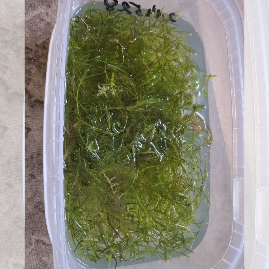 Наяс большой объем