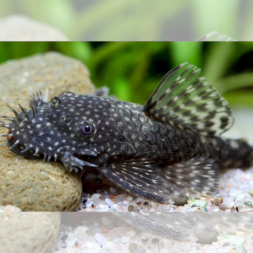 Анциструс в дар (бронь до воскресенья)